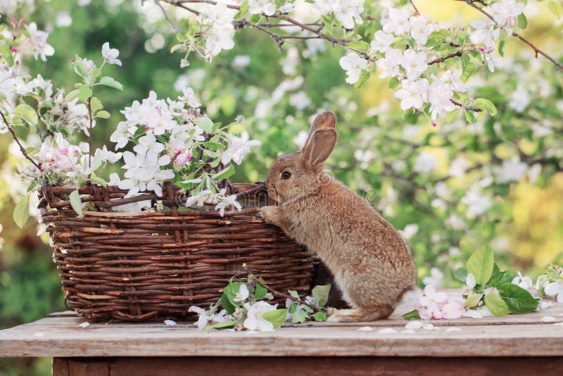 Rabbit with spring flowers stock image. Image of lying - 84157923
