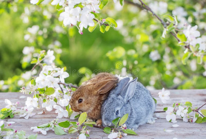 Rabbit with spring flowers stock image. Image of lying - 84157923