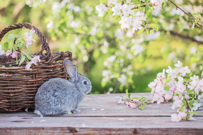 Rabbit with spring flowers stock image. Image of lying - 84157923