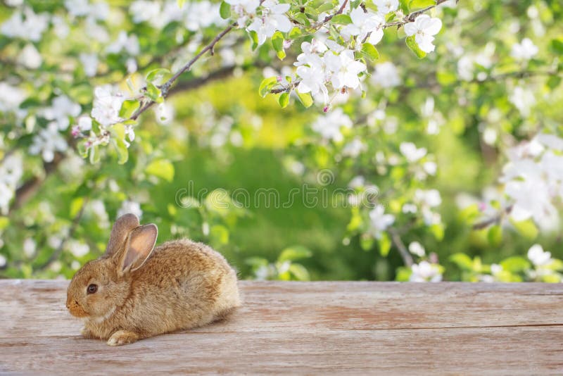 Rabbit with spring flowers stock image. Image of adorable - 62529539
