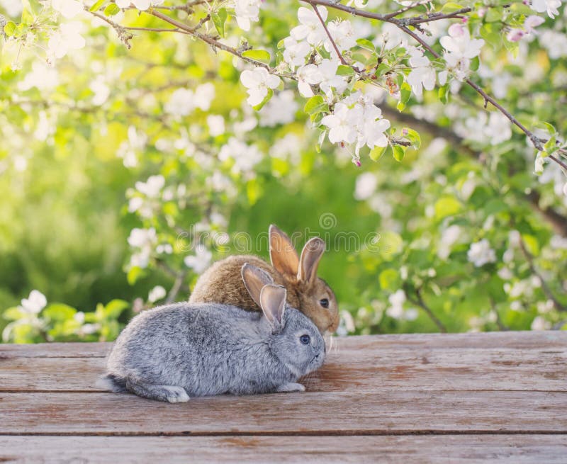 Rabbit with spring flowers stock image. Image of lying - 84157923