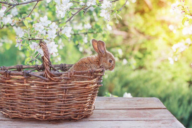Rabbit with spring flowers stock image. Image of lying - 84157923