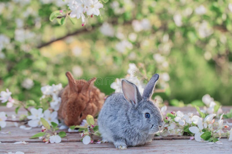 Rabbit with spring flowers stock image. Image of lying - 84157923