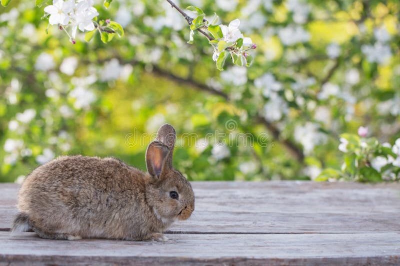Rabbit with spring flowers stock image. Image of lying - 84157923