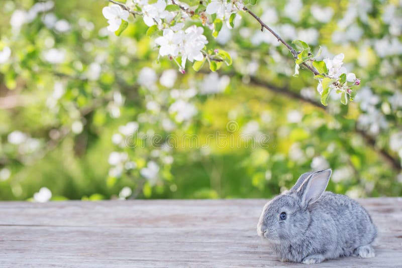 Rabbit with spring flowers stock image. Image of lying - 84157923