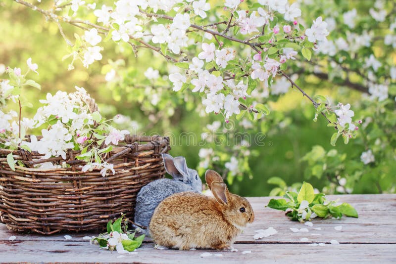 Rabbits with Spring Flowers Stock Image - Image of single, pink: 62529461