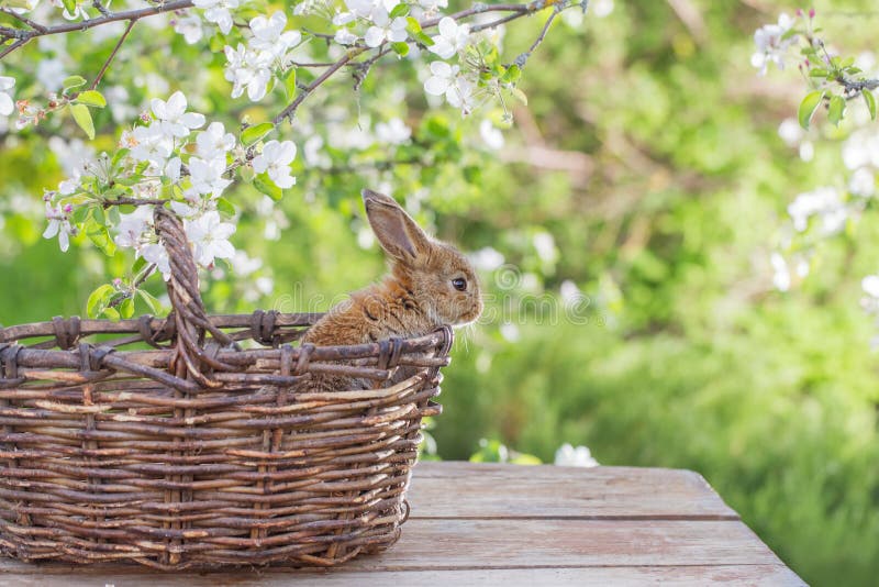 Rabbit with spring flowers stock image. Image of lying - 84157923