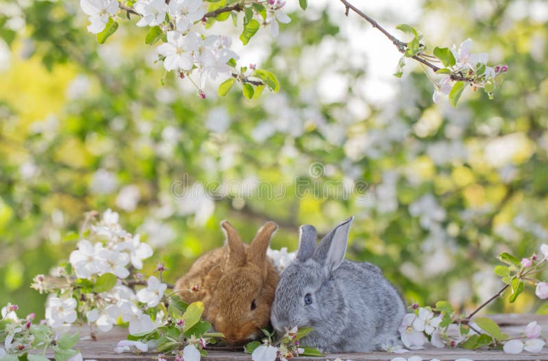 Rabbit with spring flowers stock image. Image of lying - 84157923