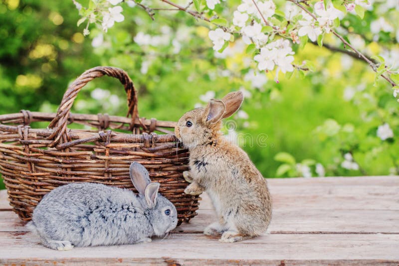 Rabbit with spring flowers stock image. Image of lying - 84157923