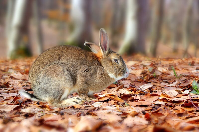 Cute Fluffy Bunny in Autumn Leaves Stock Photo - Image of color, animal ...