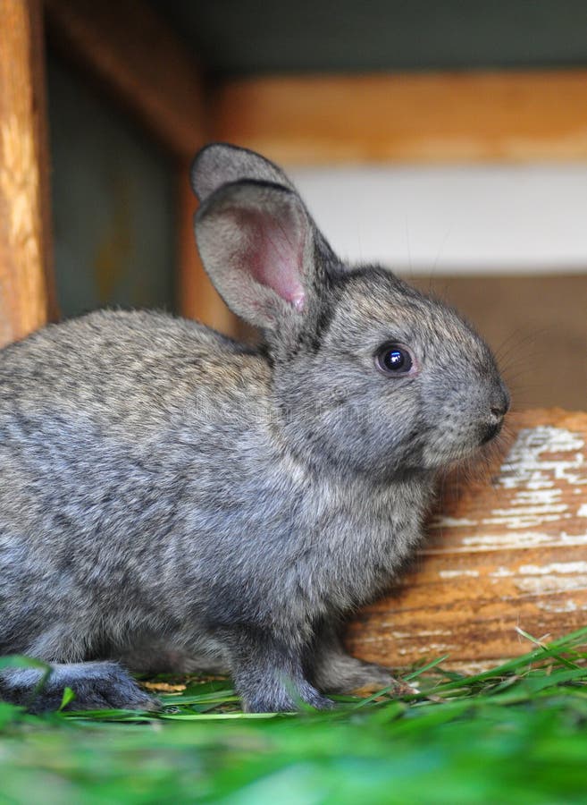 Little rabbit stock image. Image of wildlife, young, grass - 32348019