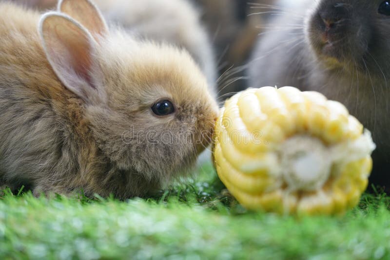 Little Rabbit Tried To Gnaw on a Large Piece of Corn Stock Image ...
