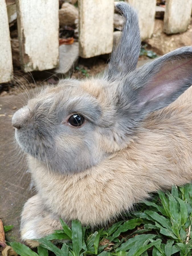 Little Rabbit Waiting for His Friend Stock Photo - Image of people ...