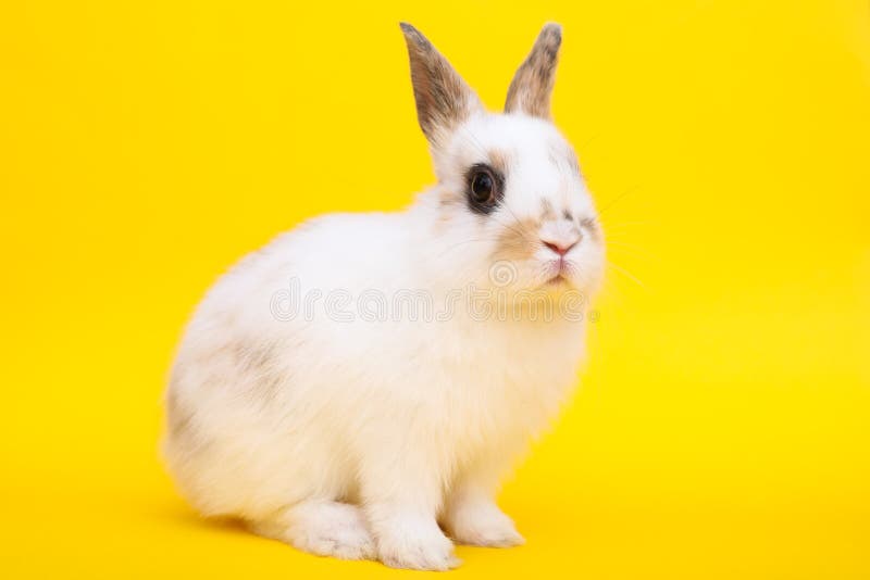 Little Rabbit on the Yellow Background Stock Photo - Image of claws ...