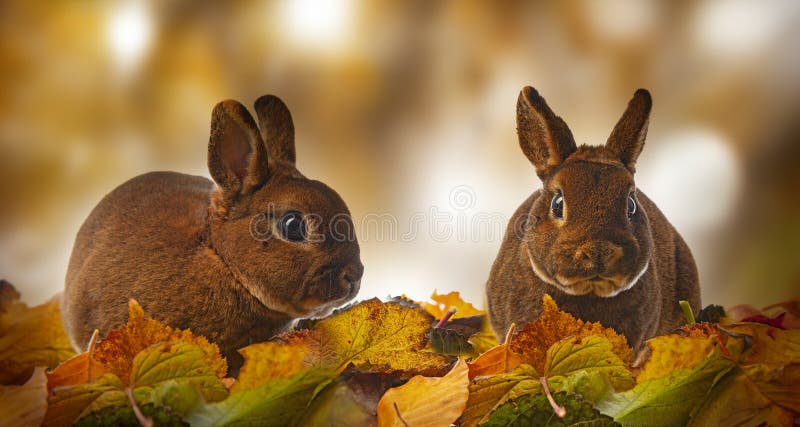 Little Rabbits and an Autumnal Leaves Stock Image - Image of animal ...