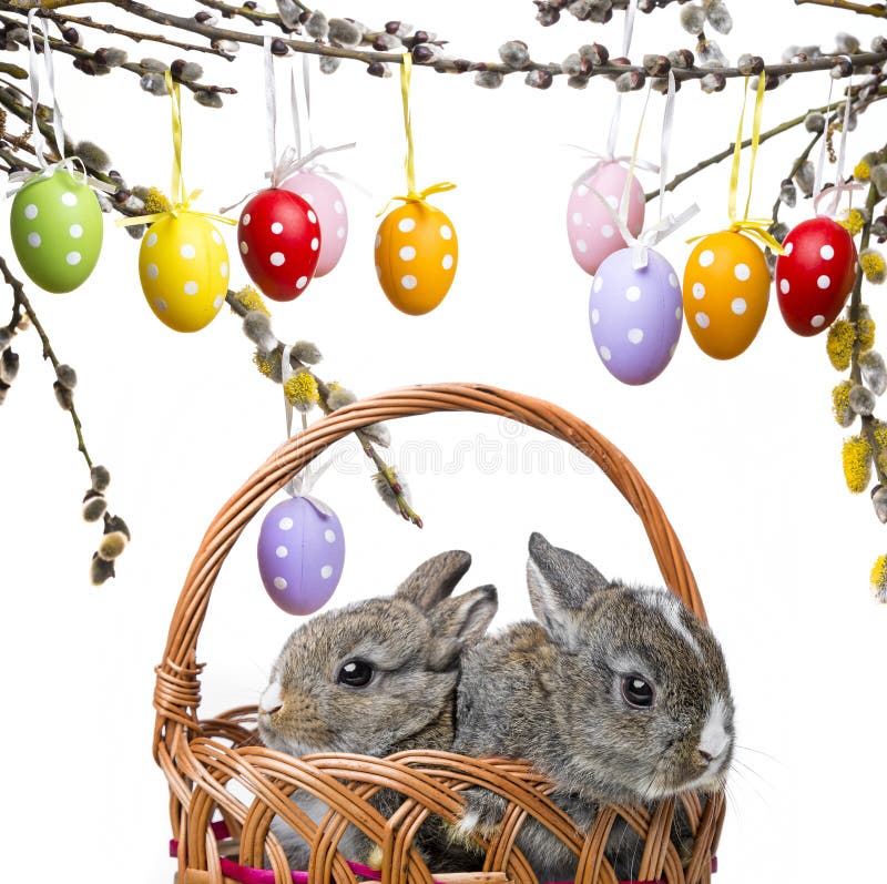 Little Rabbits in a Basket and Easter Eggs Stock Image - Image of cute ...