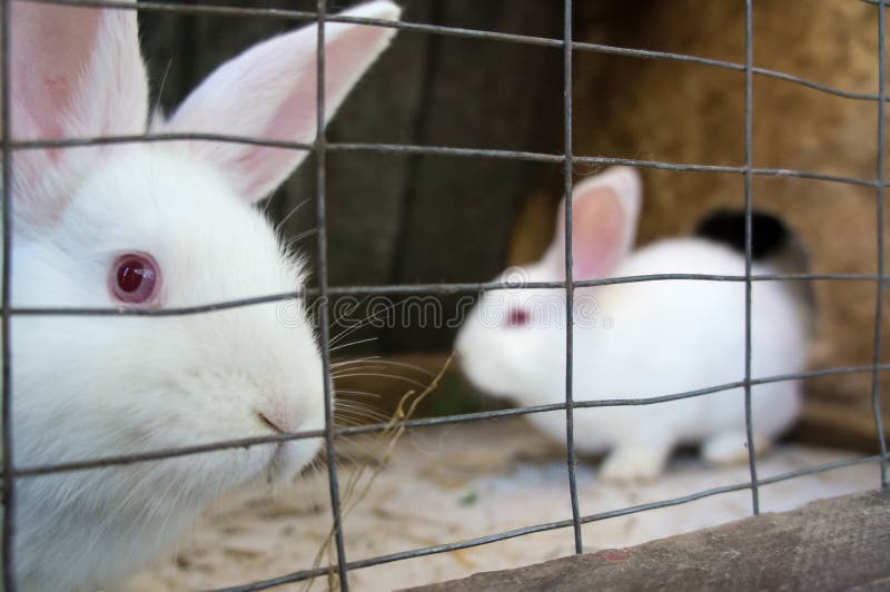 Little rabbits on the farm stock image. Image of cute - 143482749