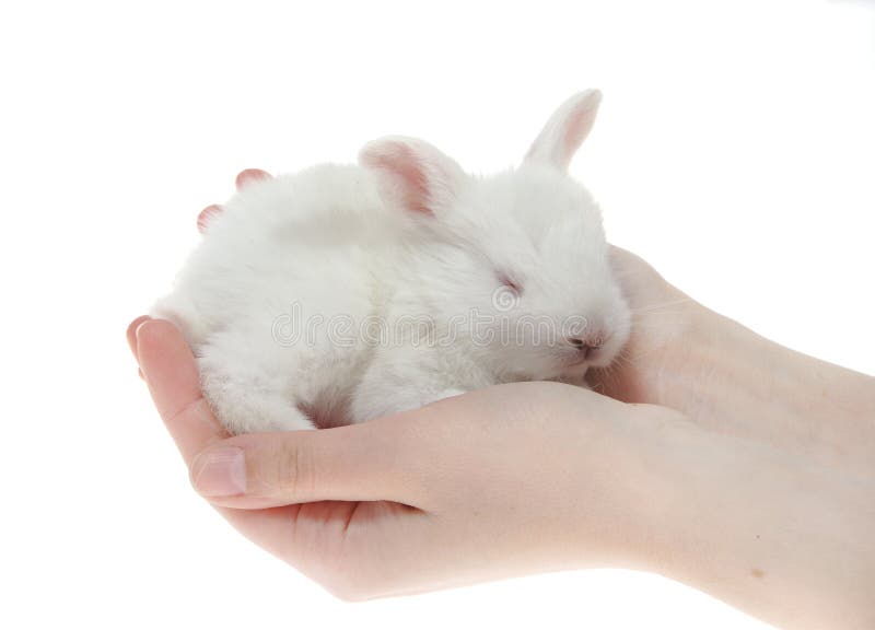 White Little Bunny in Hands Stock Photo - Image of furry, easter: 9332404