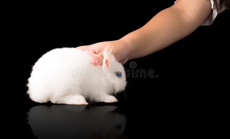 Little Rabbits Hands Black Background Isolated Stock Photos - Free ...