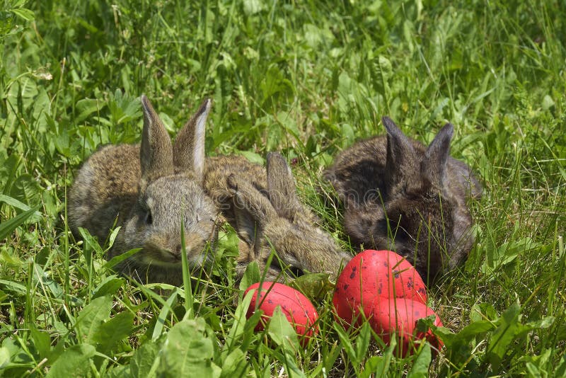 Little Rabbits on a Pasture and Red Eggs Stock Photo - Image of rabbit ...