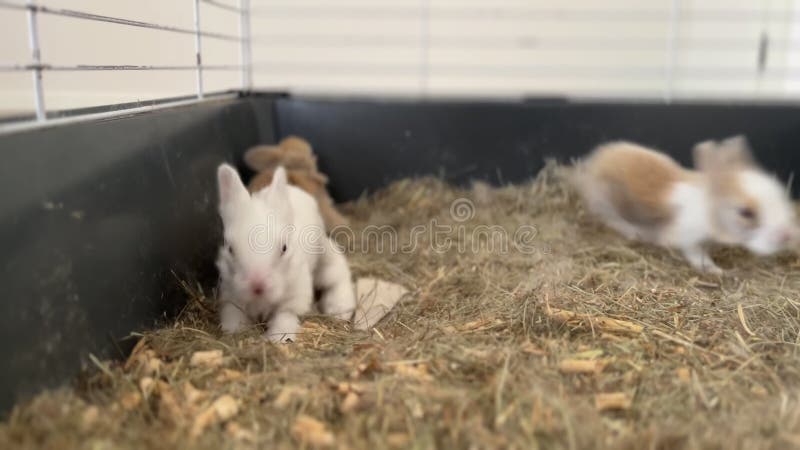 Little Rabbits Run and Play in the Cage Stock Footage - Video of hair ...