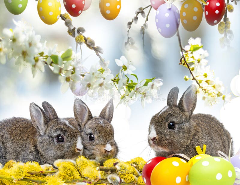 Rabbits with Spring Flowers Stock Image - Image of single, pink: 62529461