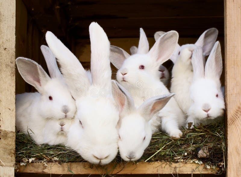 Bunny Rabbits family stock photo. Image of floppy, farm - 21675934