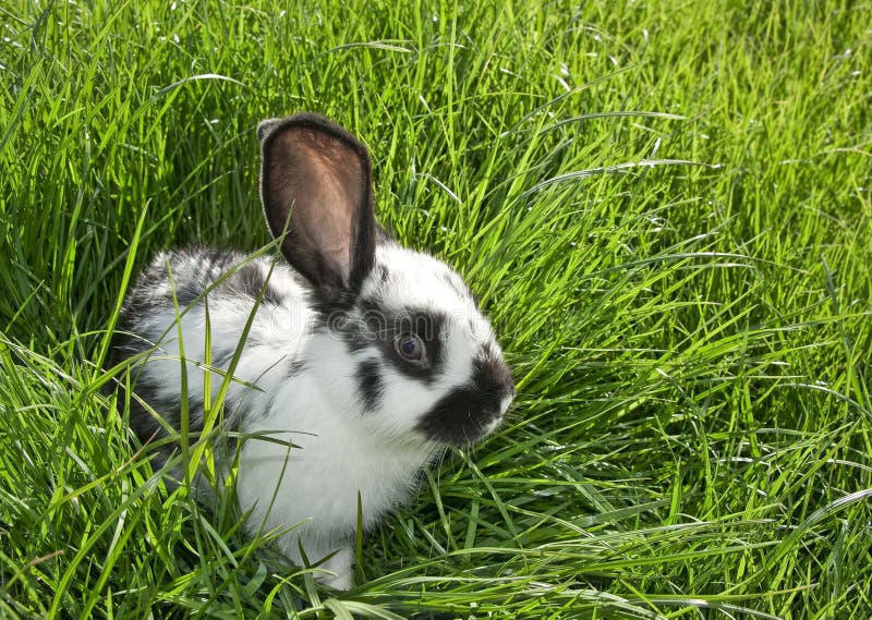 Little rabit stock image. Image of lawn, fluffy, fresh - 24873045