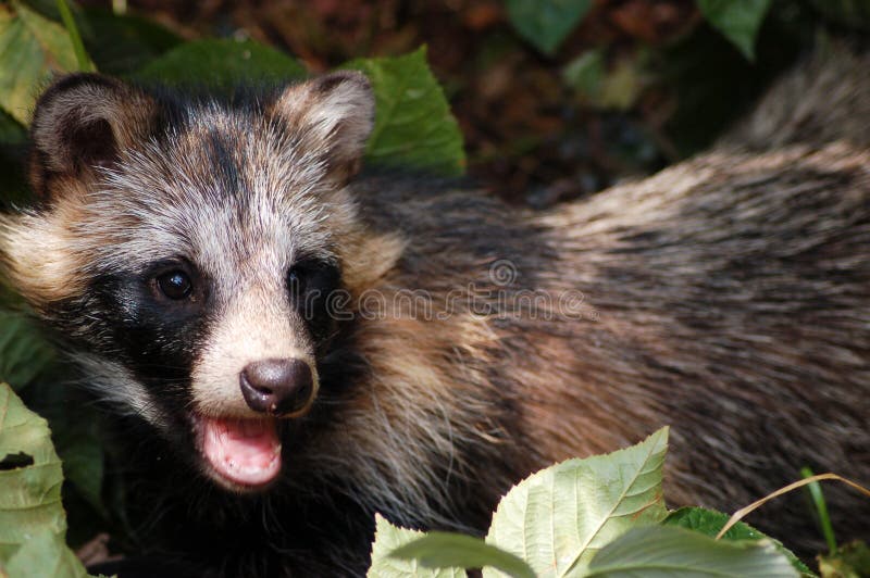 Little Raccoon stock image. Image of mammal, coon, raccoon - 10573125