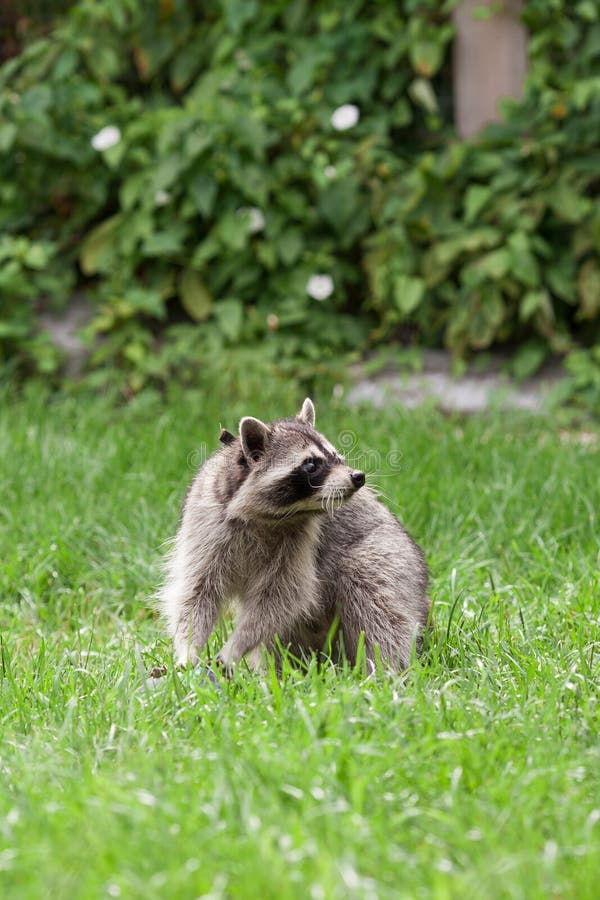 Little Raccoon Plays in Summer on Green Grass Stock Photo - Image of ...