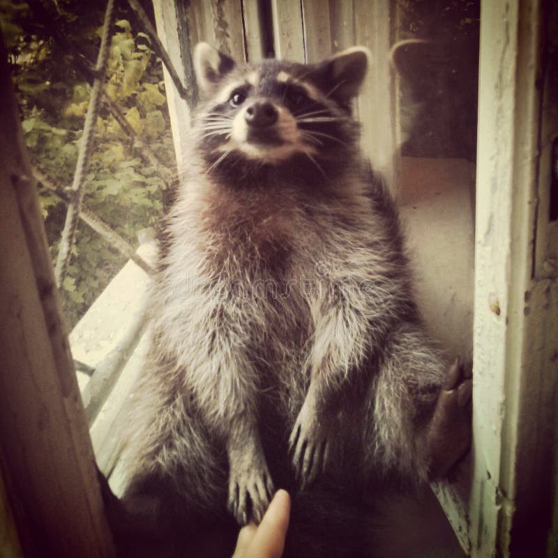 Little raccoon stock image. Image of little, animals - 72349969