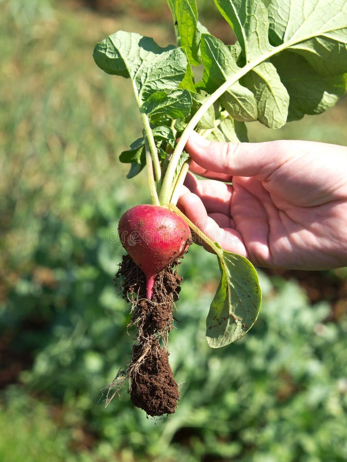 Little radish stock image. Image of plate, green, farm - 24596749