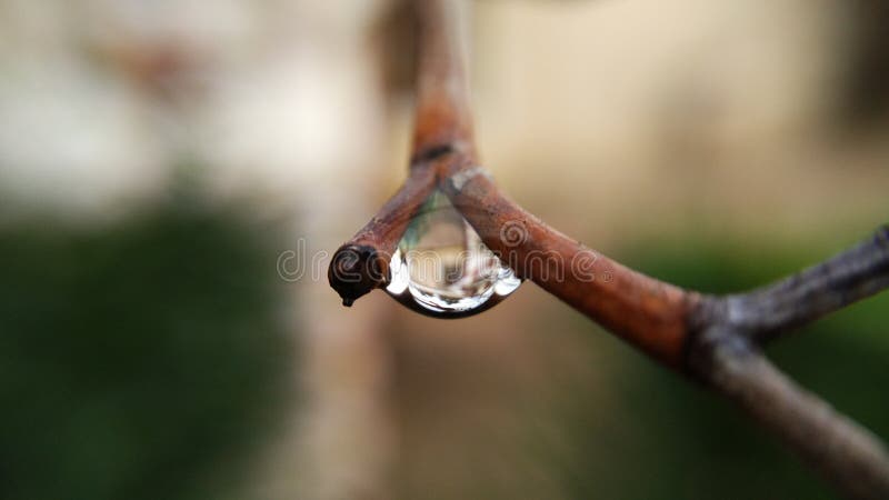 Little rain drop stock photo. Image of water, little - 89313080