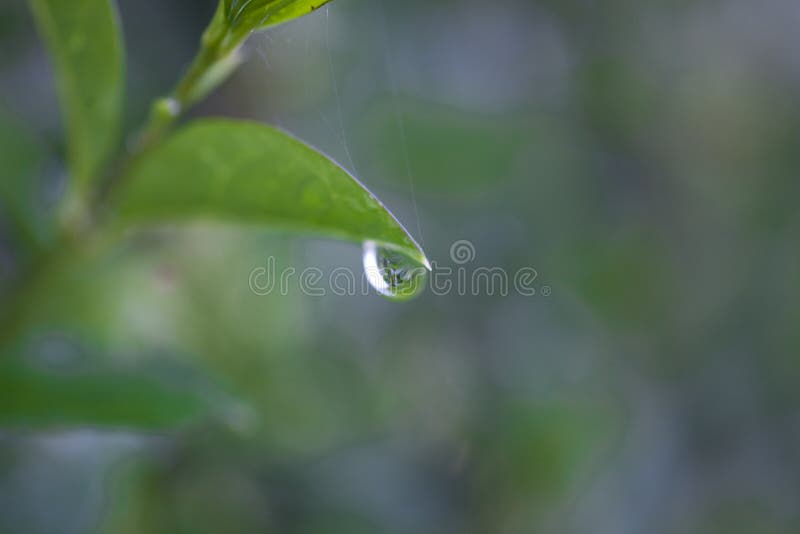 Little Rain Drops on a Green Leaf on a Meadow on a Summer Day Stock ...