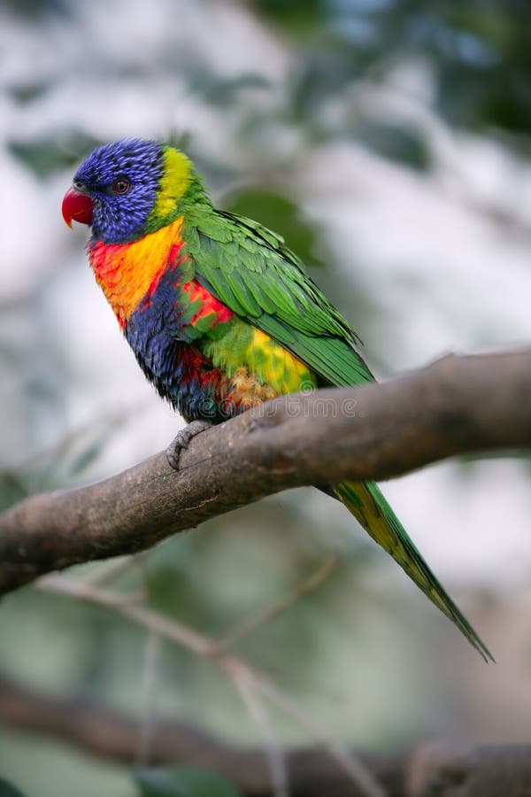 Little Rainbow Parrot Lorikeet Stock Image - Image of flight, natural ...