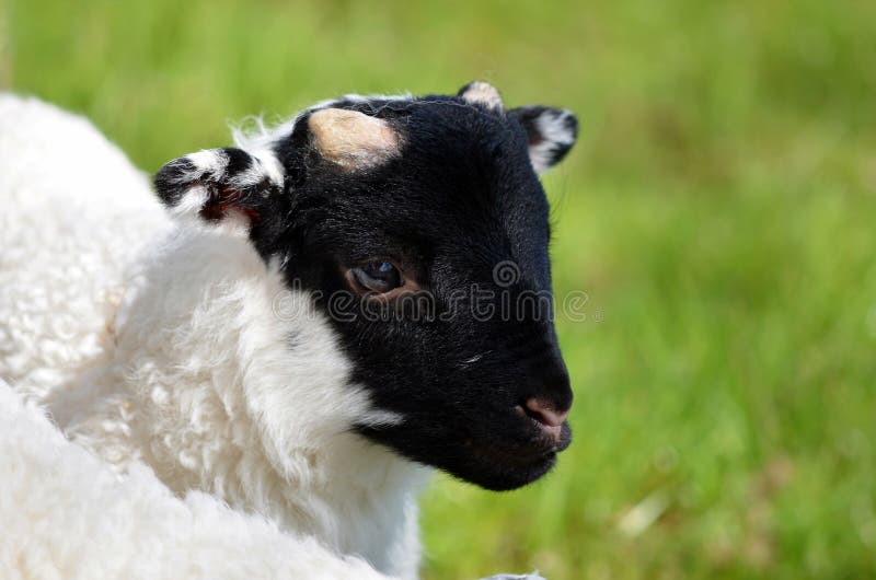 Little ram stock photo. Image of spotted, black, scotland - 24453318