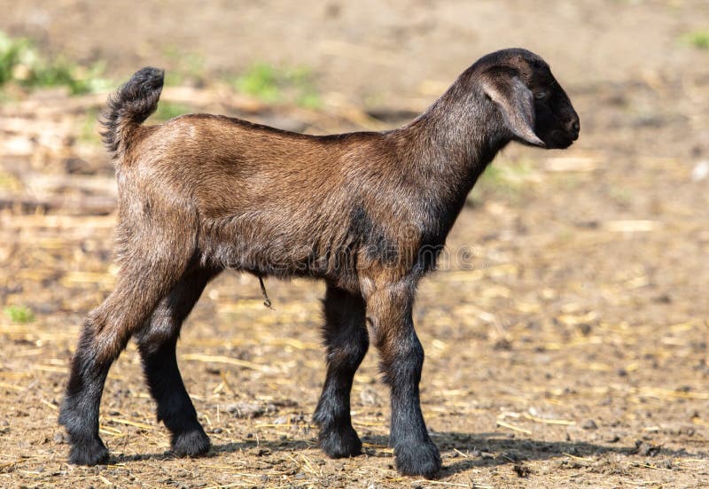 Little ram on the farm. stock image. Image of nature - 225643829
