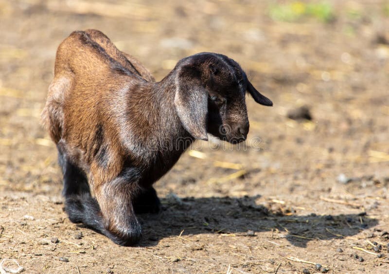 Little ram on the farm. stock image. Image of livestock - 227207569