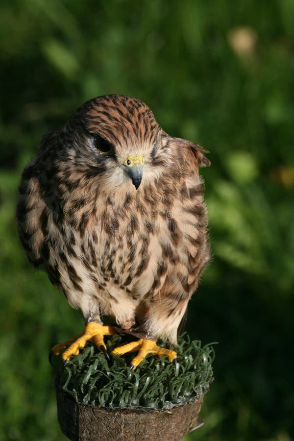 Rapacious stock image. Image of butterfly, tunisia, ready - 160302309