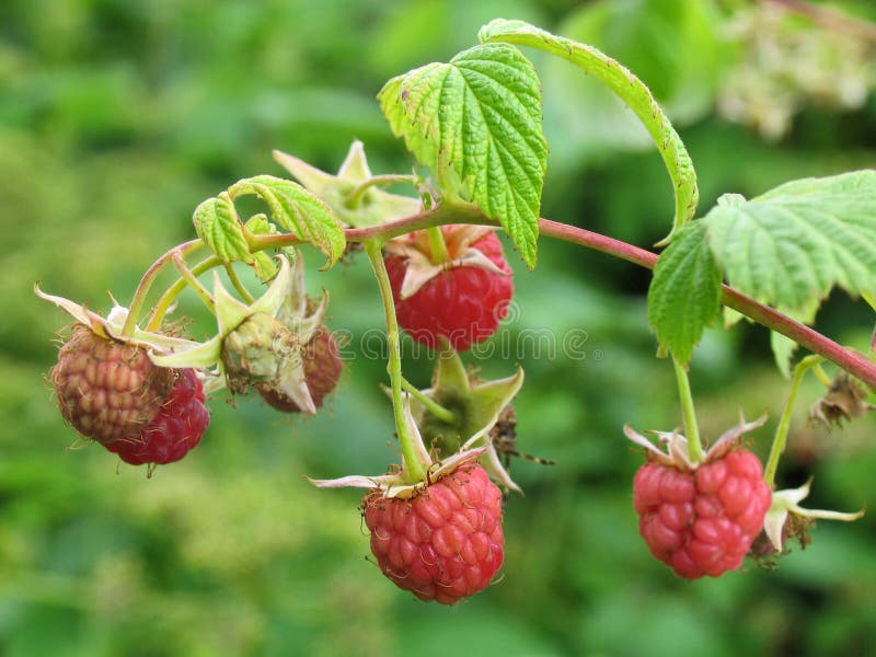 Little raspberries stock image. Image of shrub, garden - 41367553