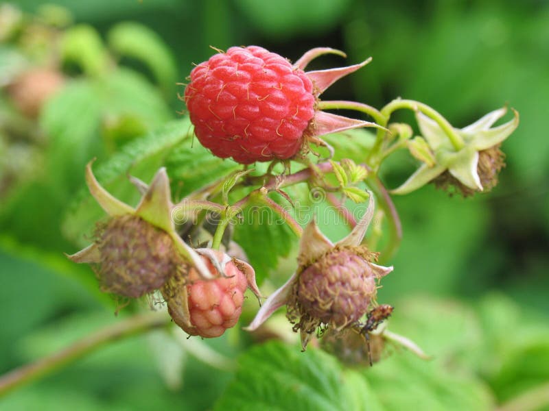 A little raspberry stock photo. Image of herb, tasty - 41367544