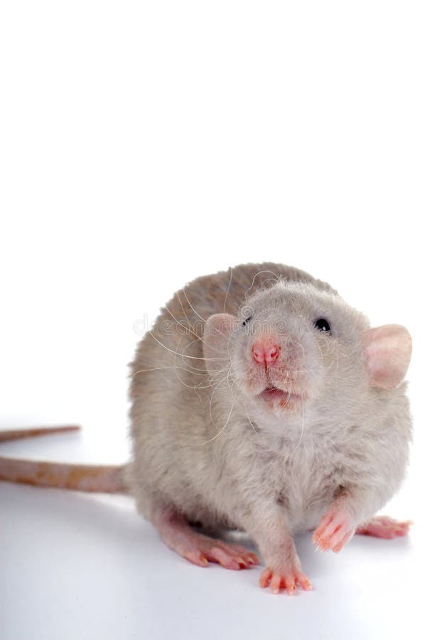 Little rat stock image. Image of isolated, animal, portrait - 3793765