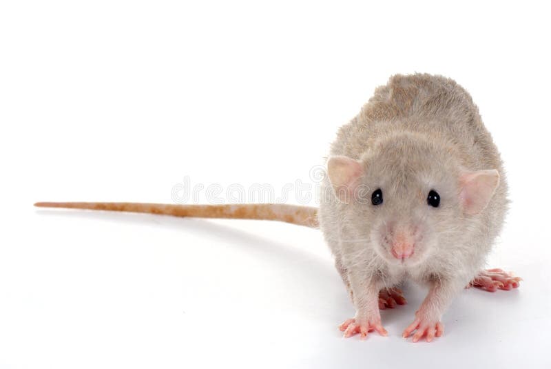 Little Rat Picture. Image: 3793799
