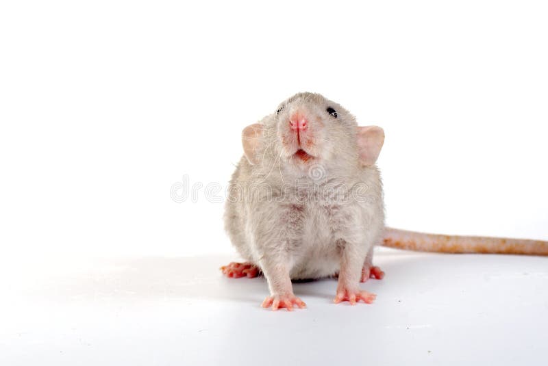 Little Rat Picture. Image: 3793805