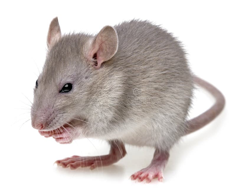A little rat stock image. Image of pollution, cute, mammal - 30499981