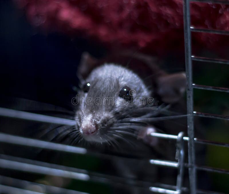 A Little Rat is Peeking Out of the Cage Window, Light is Falling on it ...