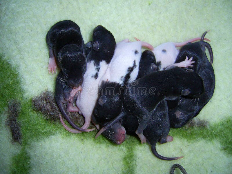 Little rat stock image. Image of rats, chen, cuccio, little - 44879275