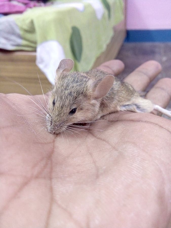 Little rat stock image. Image of love, cute - 112160611