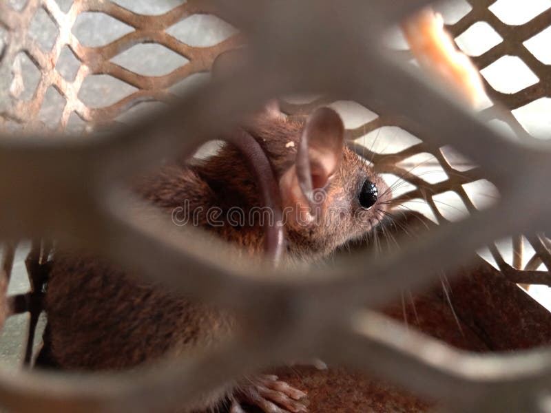 A Little Rat Trapped into a Cage Stock Photo - Image of isolated ...