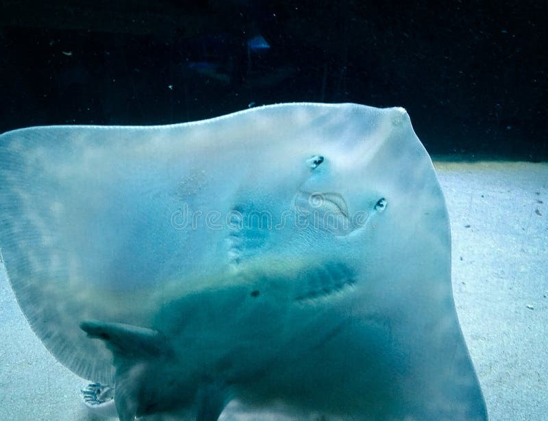 Little ray stock photo. Image of fish, little, water - 82144692